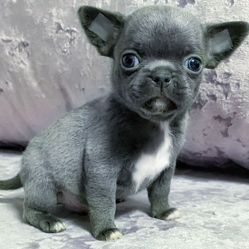 Чихуахуа, щенок