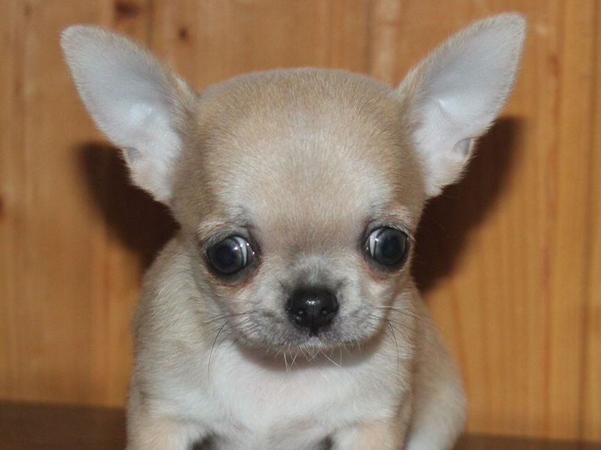 Изабелловая девочка чихуахуа