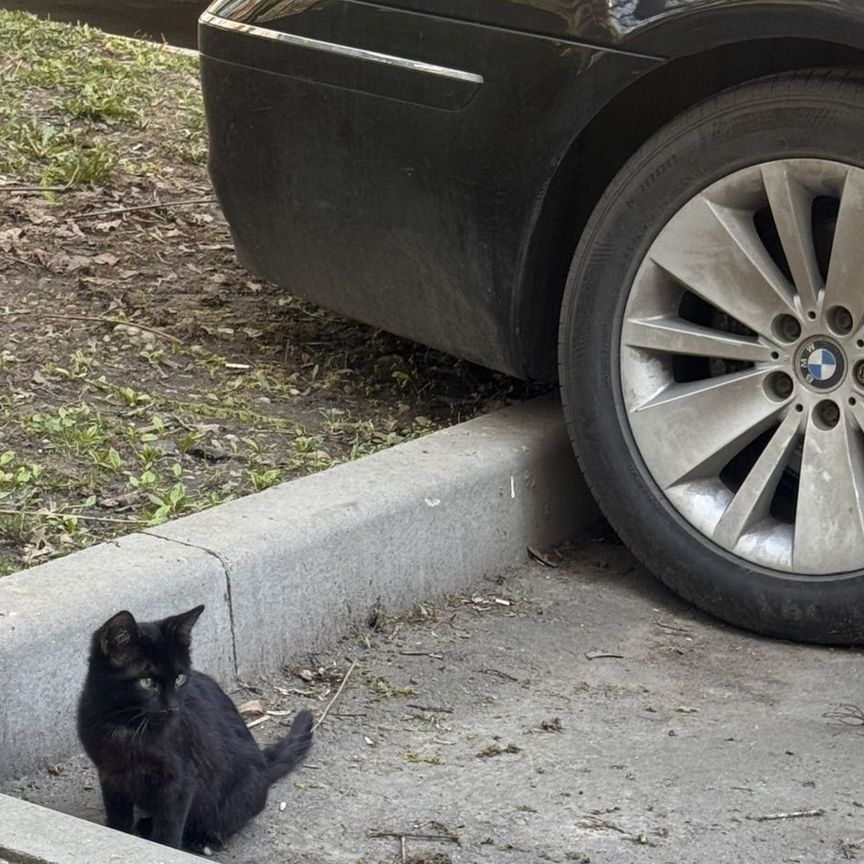 Охос азулес котёнок