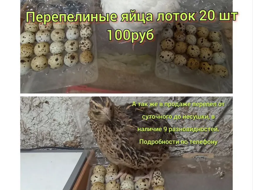 Перепелки