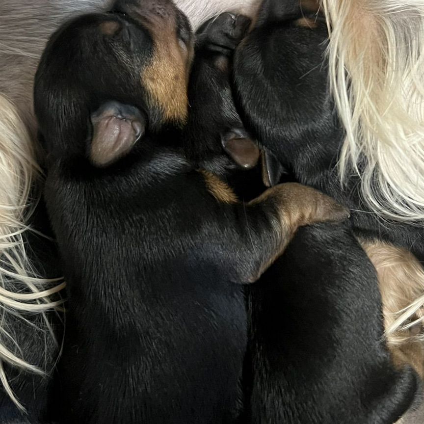 Йоркширский терьер, щенок