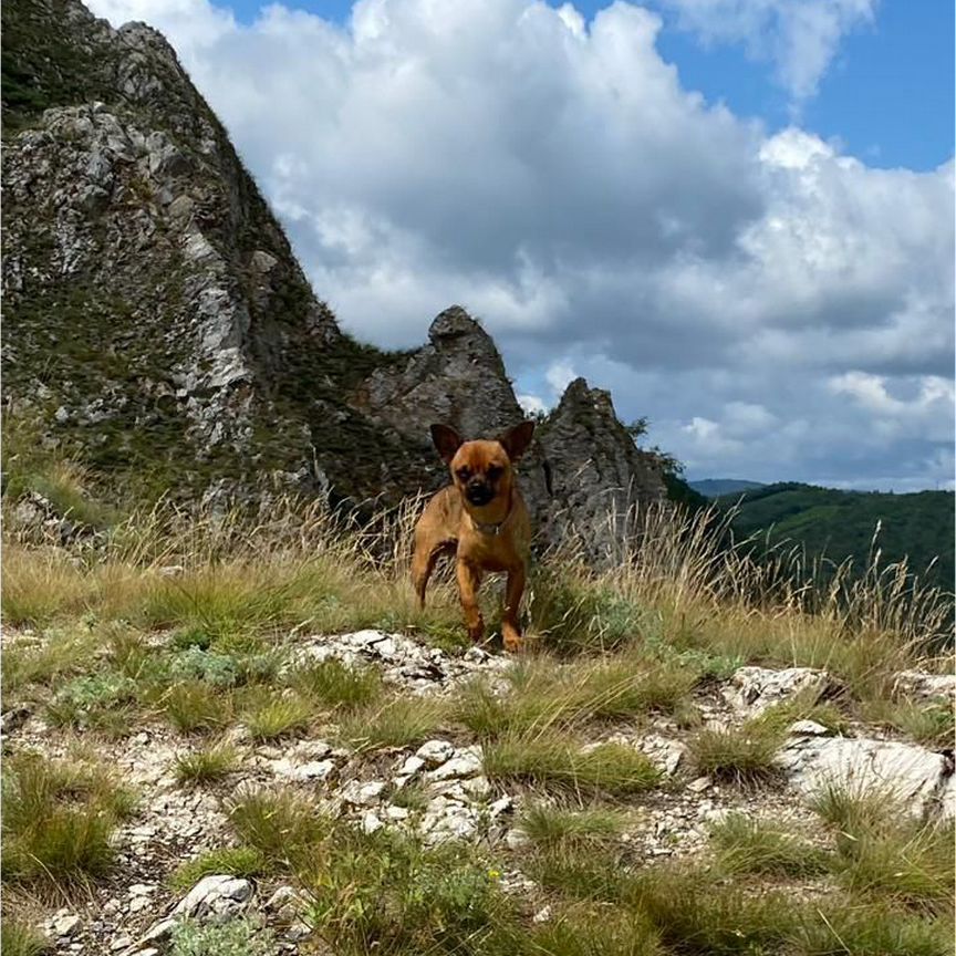 Русский той-терьер, щенок