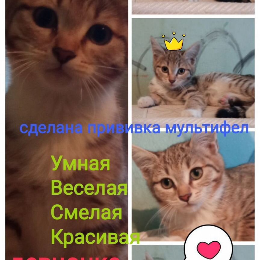 Отдам в хорошие руки кошечку. Вакцинирована