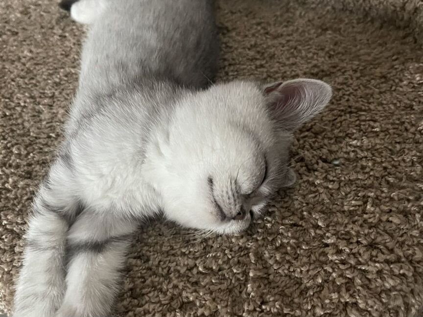 Шотландочка прелестная