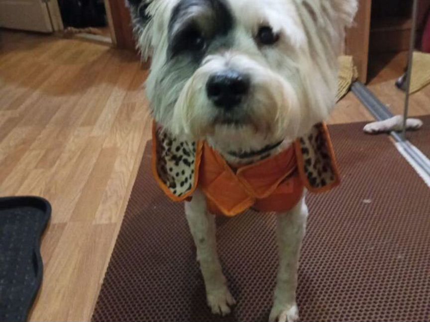 Метис терьера