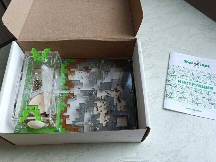 Муравьиная ферма с муравьями