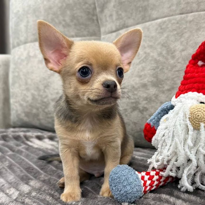 Чихуахуа, щенок