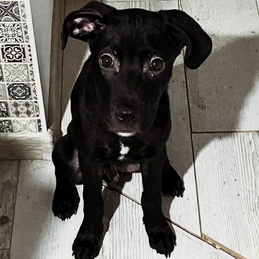 Щенок в добрые руки