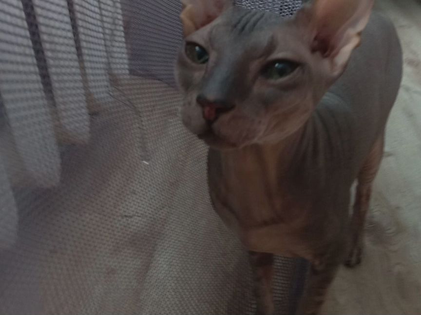 Донской сфинкс котята