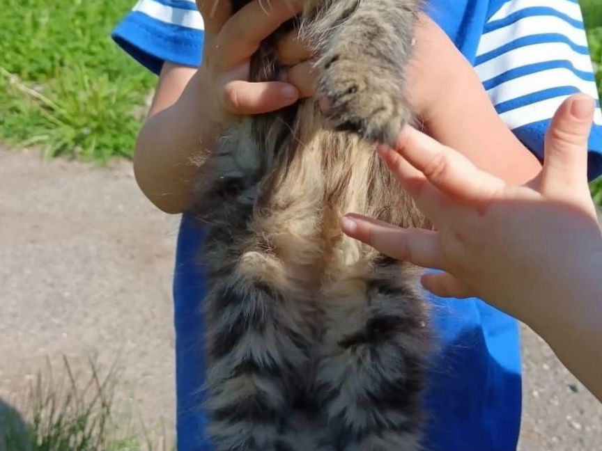 Котенок, похожа на мейнкуна