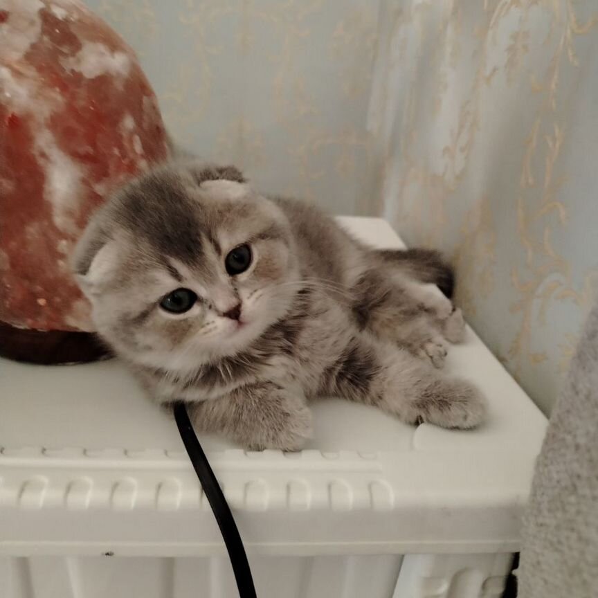 Шотландские вислоухие дымчатые котята