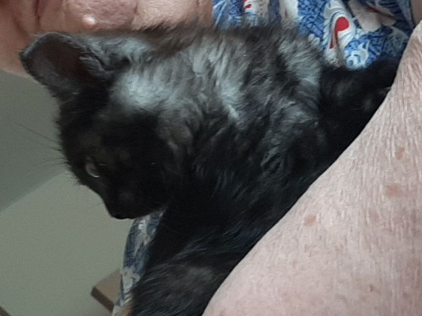 Необычный котик 2 мес