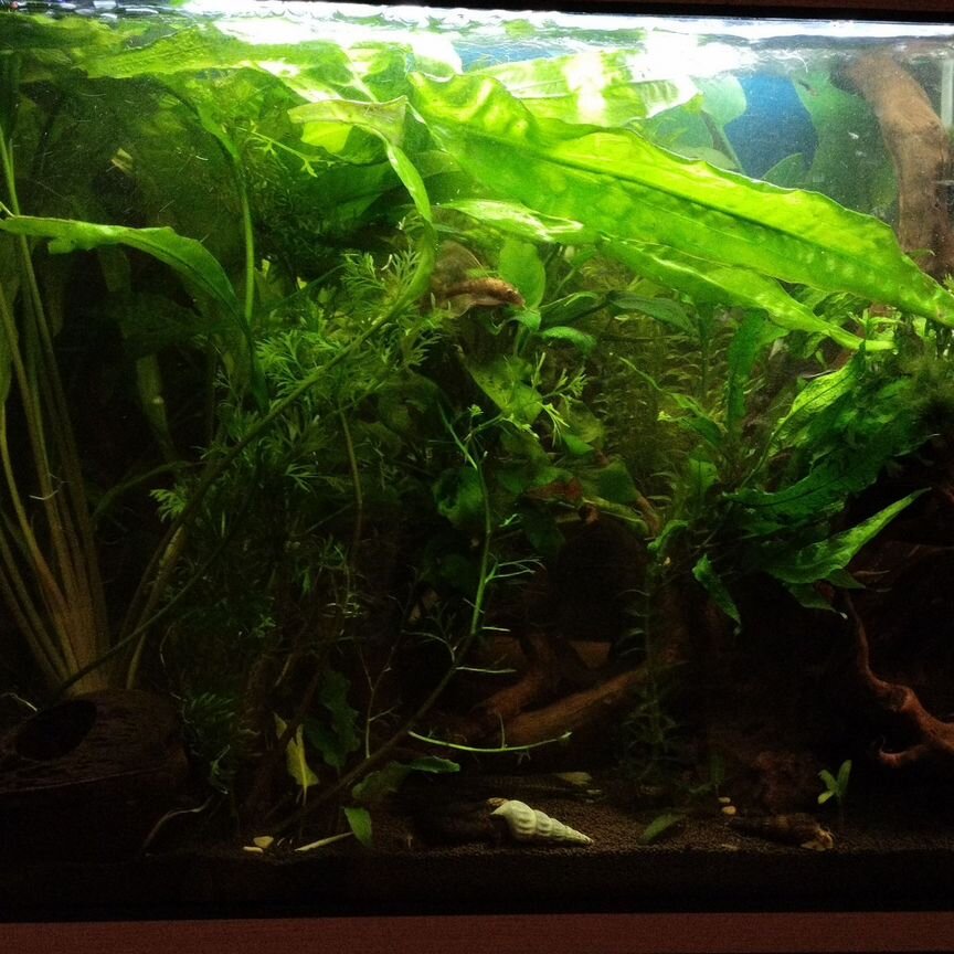 Растения для аквариума