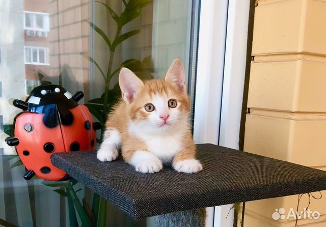 Яркий, рыжий котенок Морковкин ищет дом