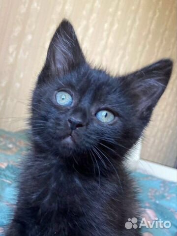 Черный котенок ласковая девочка 1,5 мес