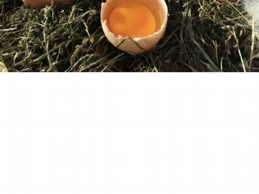 Яйцо куриное