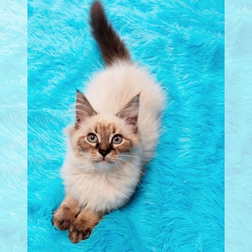 Невский маскарадный котёнок