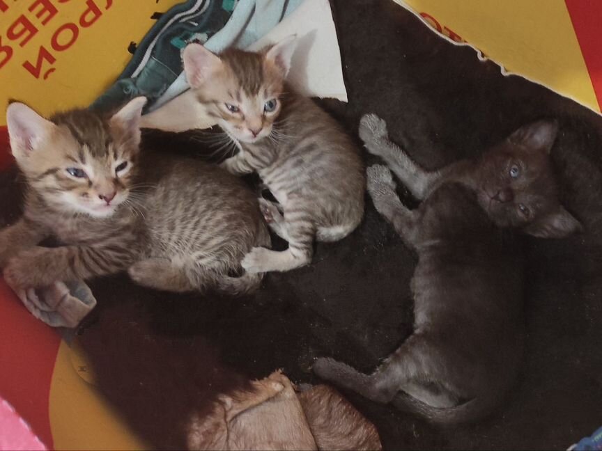 Котята в добрые руки