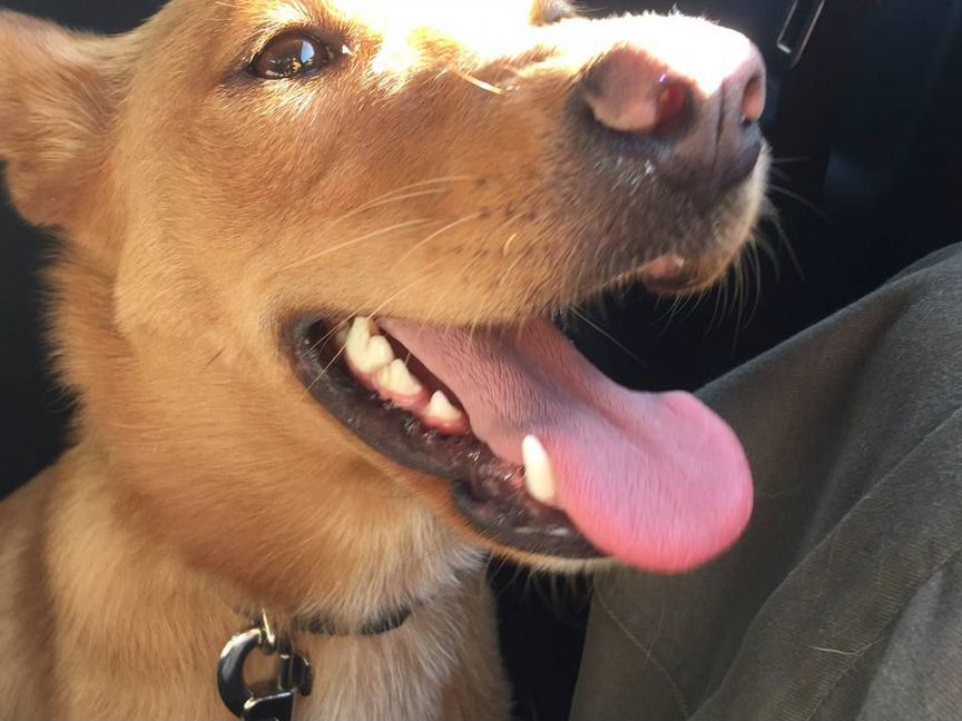 Ласковая лисичка Кнопка ищет хозяев