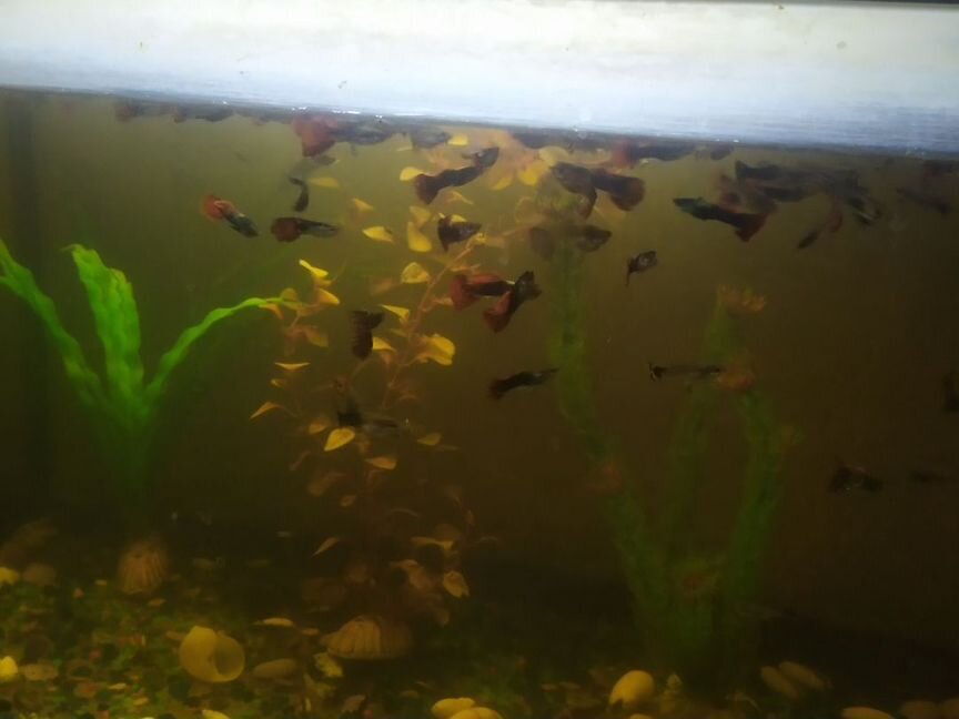 Аквариумные рыбки