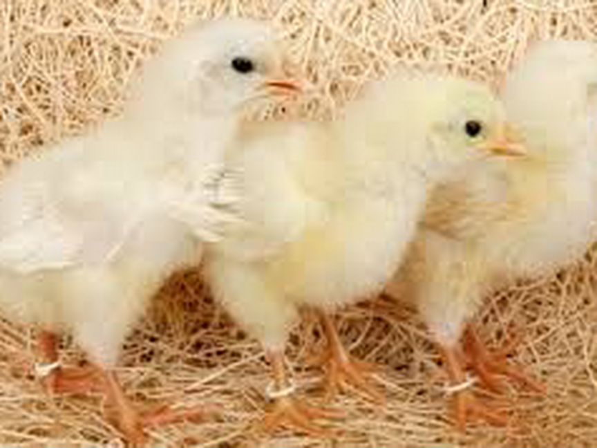 Цыпленок суточный несушка Леггорн