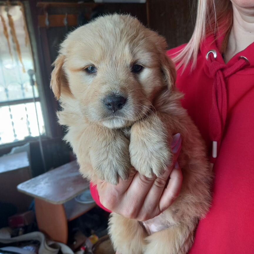 Плюша 1.5 месяца ищет дом