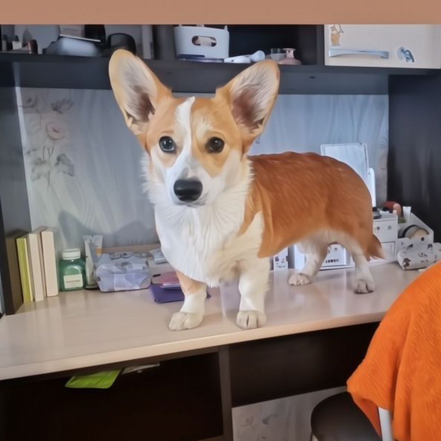 Вельш Корги Пемброк, взрослая собака