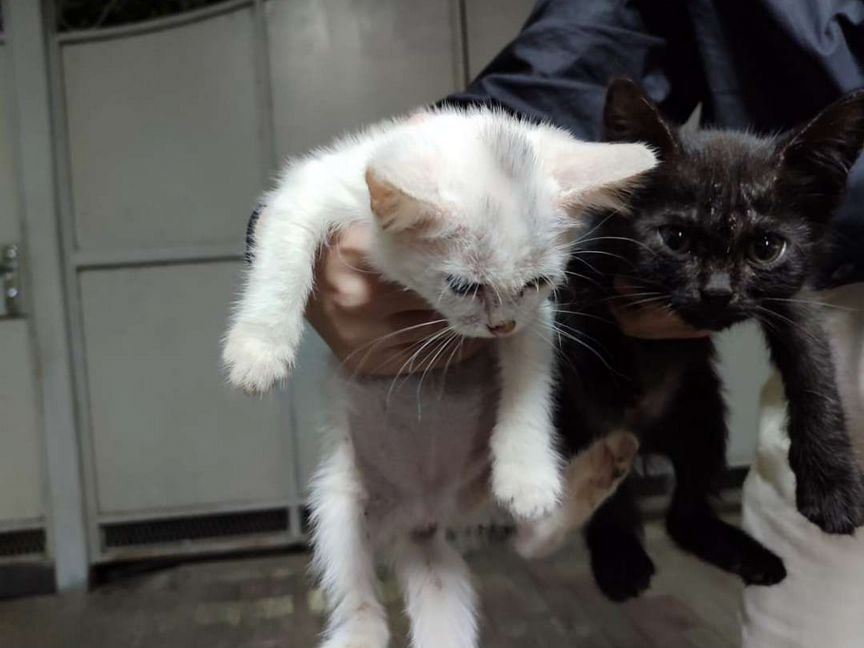 Котята Инь и Янь