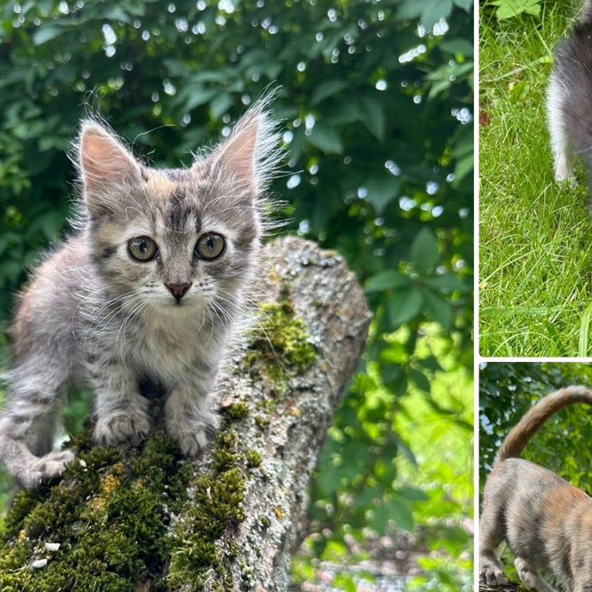 Котята ищут дом
