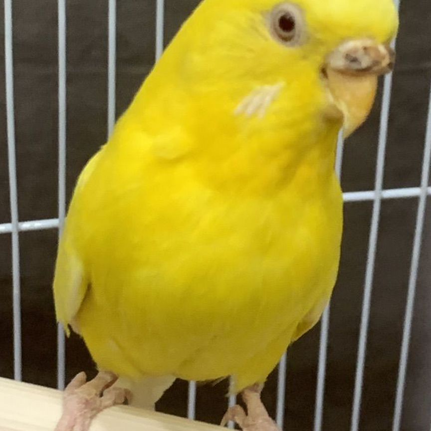 Попугаи волнистые