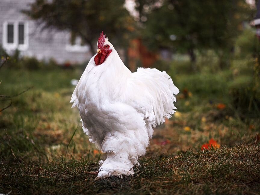 Брама. Маран. Кохи. Йокогама. Леггорн