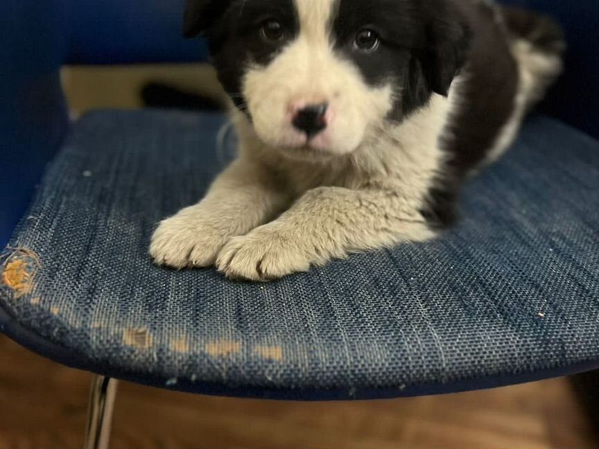 Собака в добрые руки