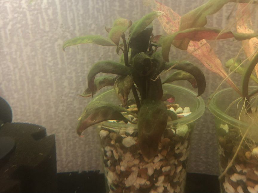 Альтернатера рейнека мини