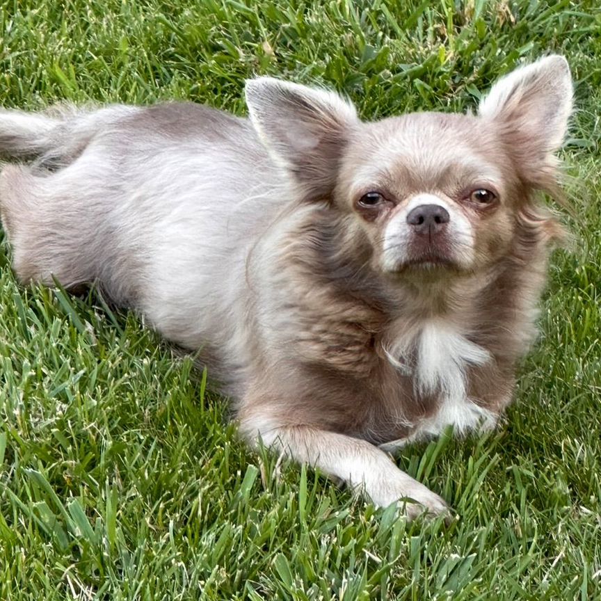 Чихуахуа, взрослая собака