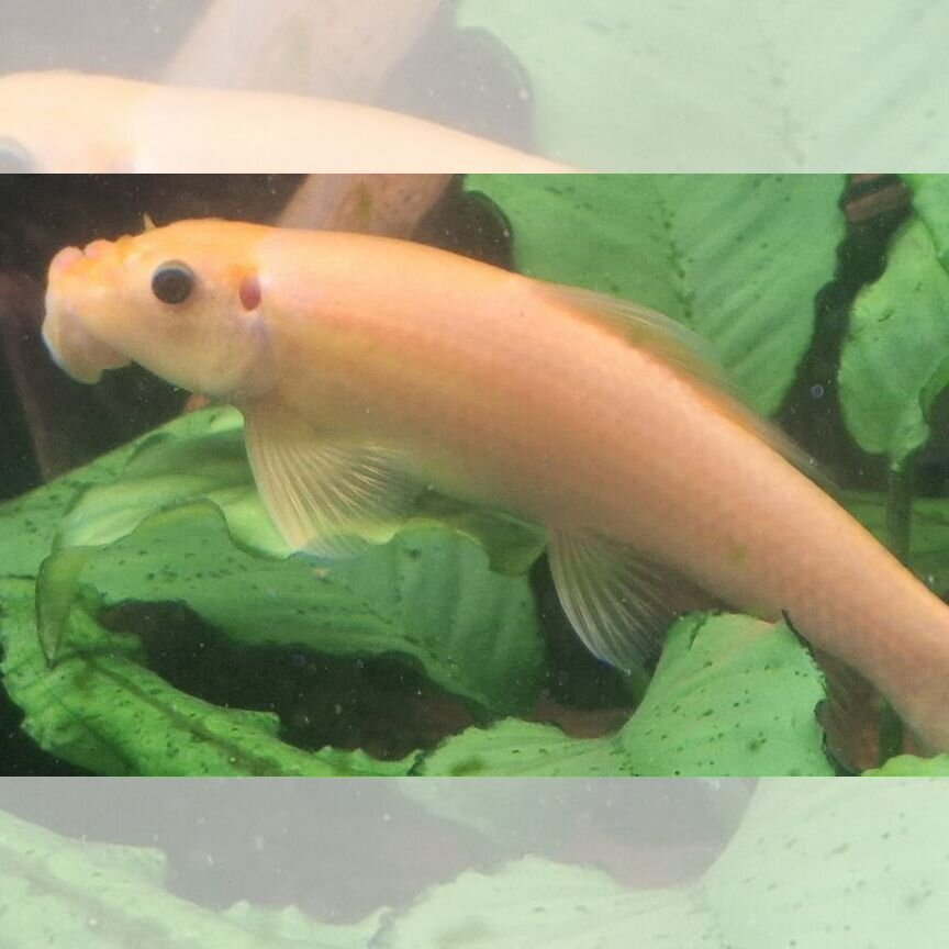 Гиринохейлы и скалярии