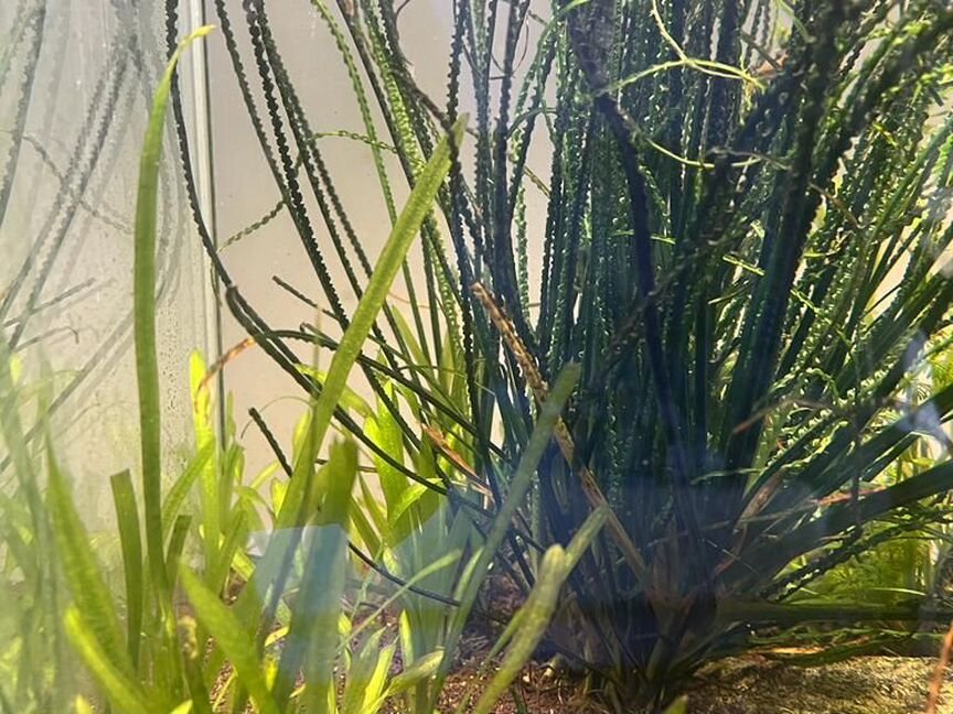 Аквариумные растения