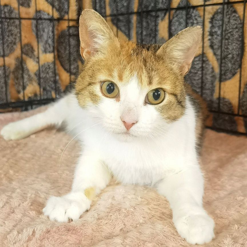 Шикарная малышка в добрые руки