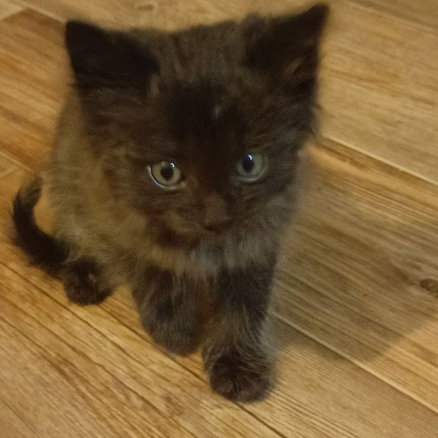 Котенок мальчик 1.5мес