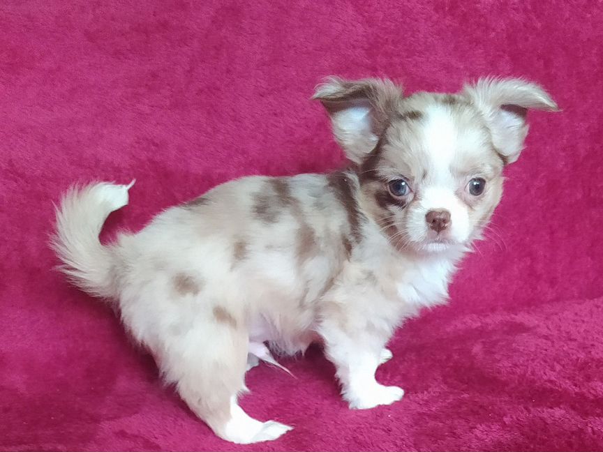 Мраморятки