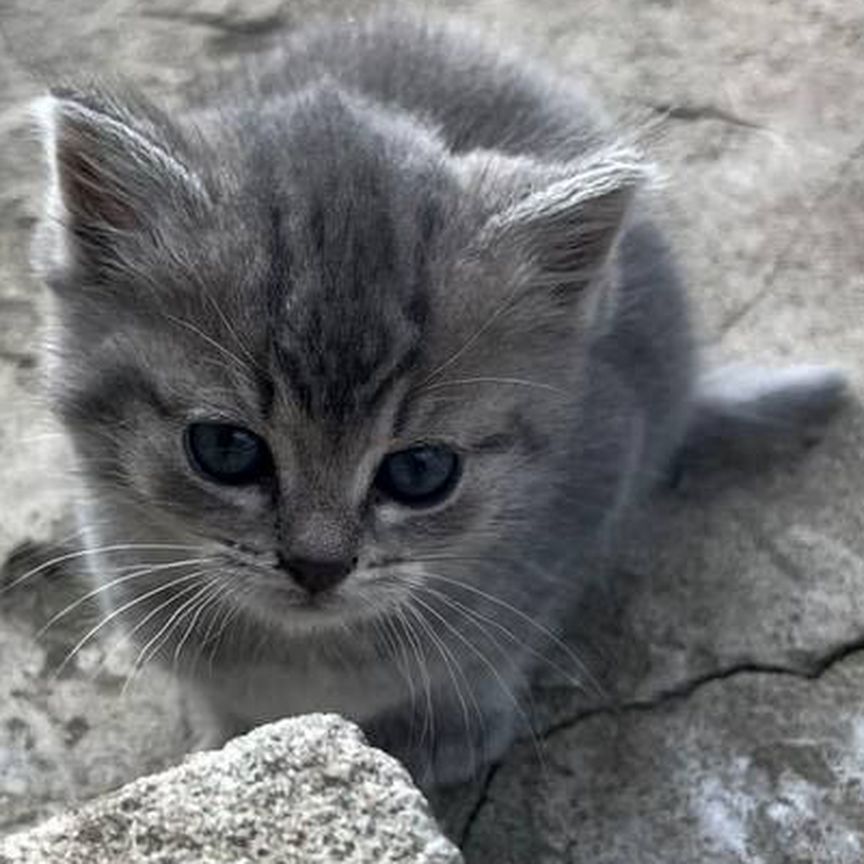 Котята