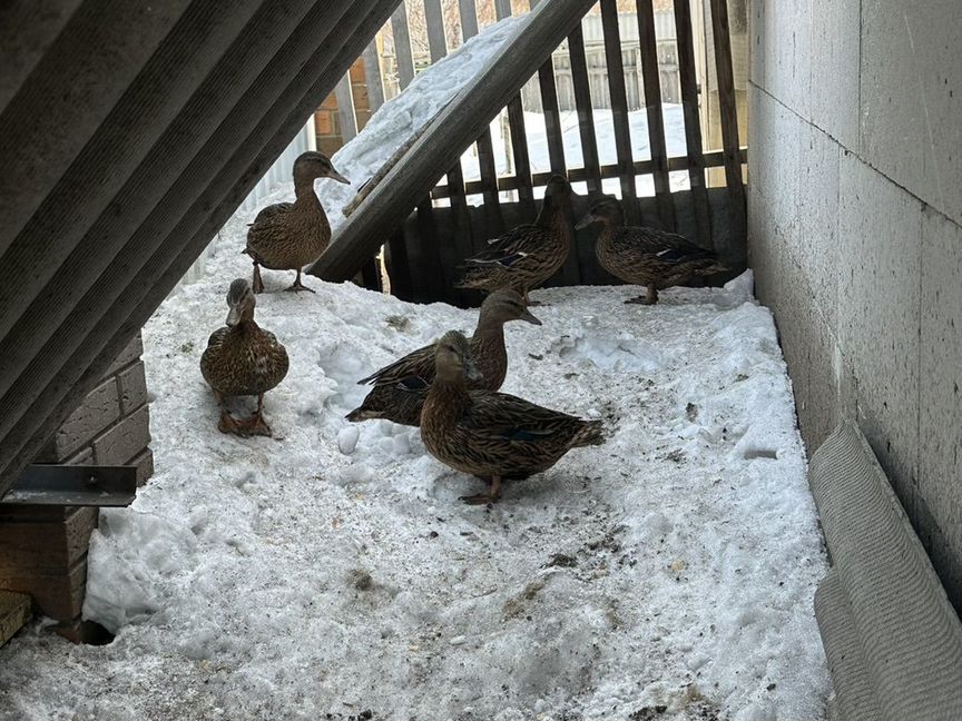 Продажа и прокат подсадных уткок и селезней кряквы