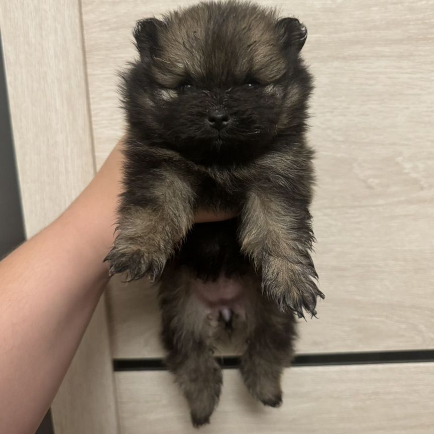 Померанский шпиц