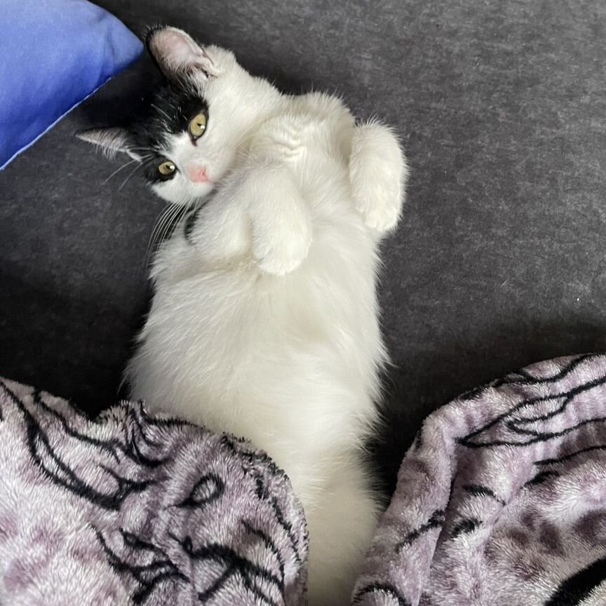 Взрослая, кошка в добрые руки