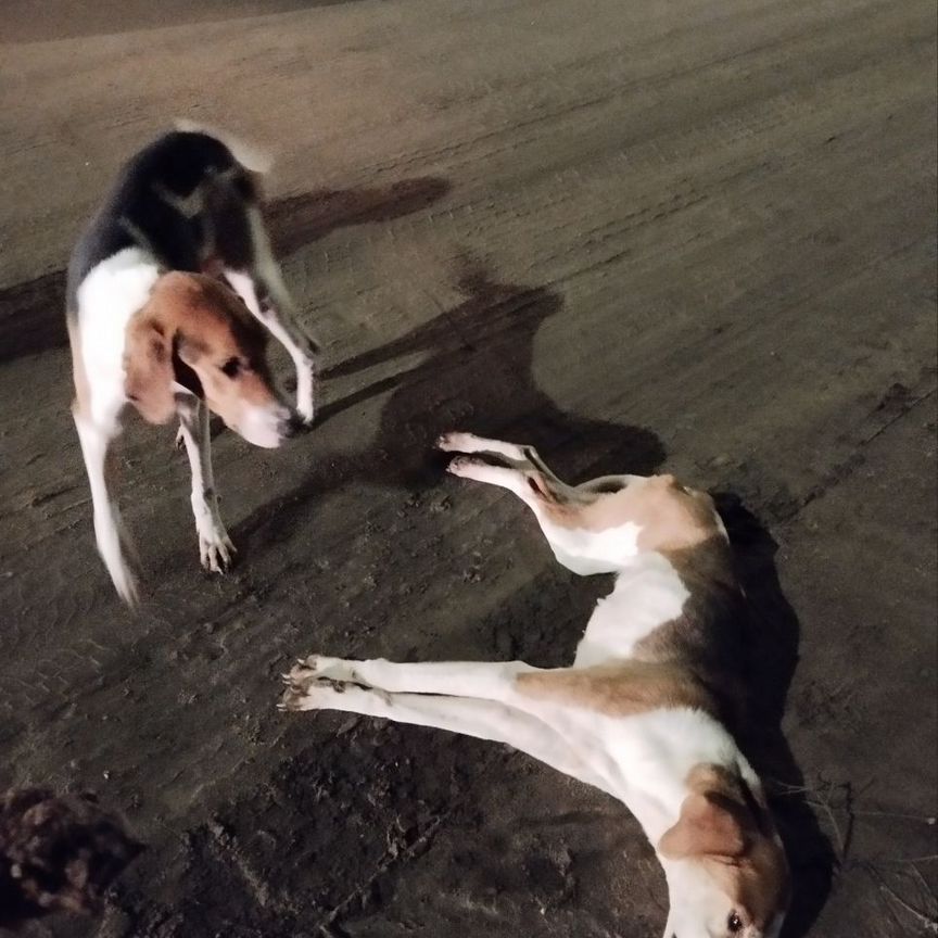 Нашли собак гончие