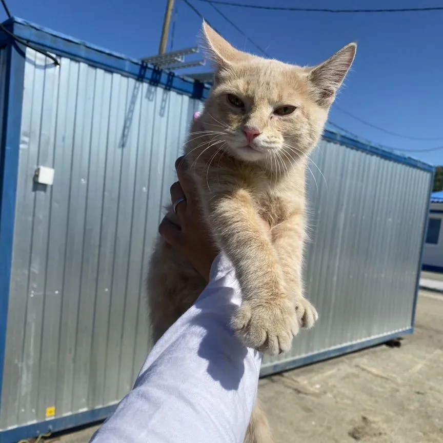 Рыжий котенок