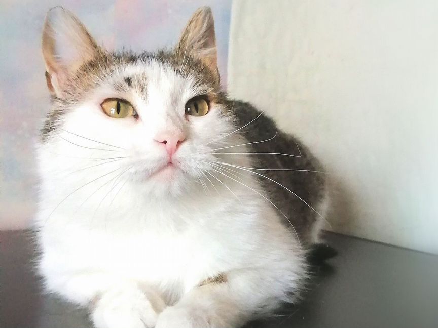 Кошка в добрые руки