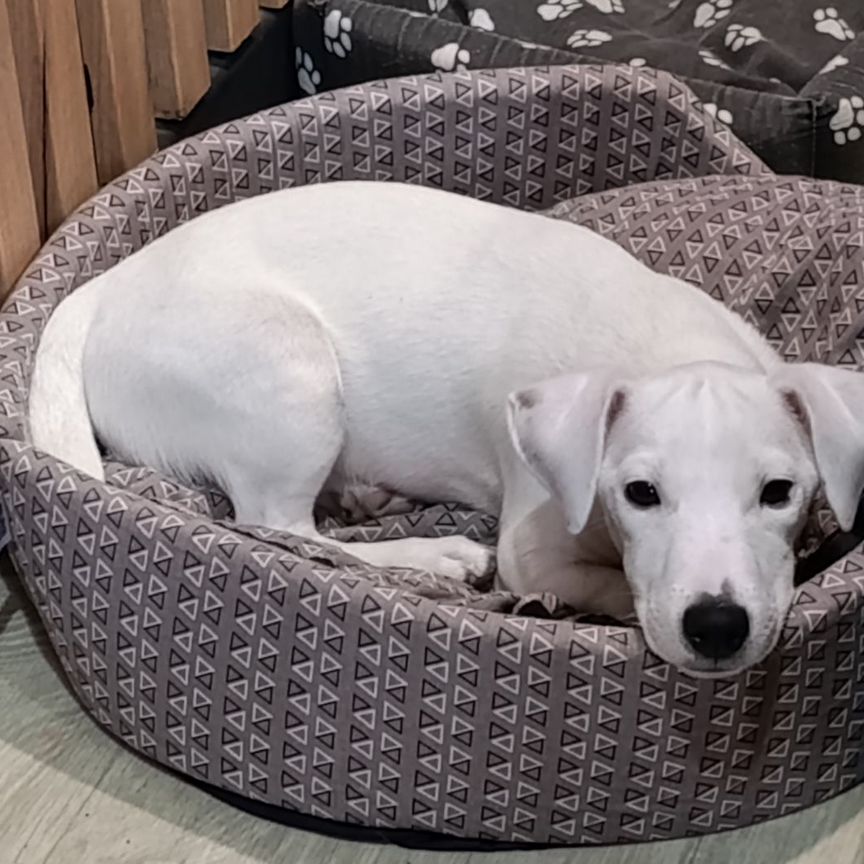 Джек-рассел-терьер, щенок