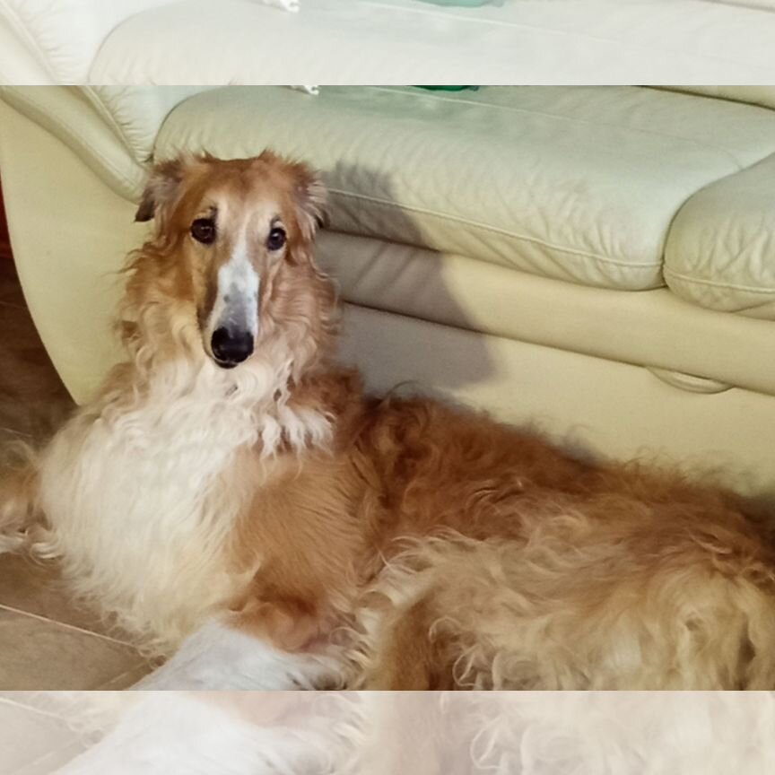 Русская псовая борзая, взрослый пёс