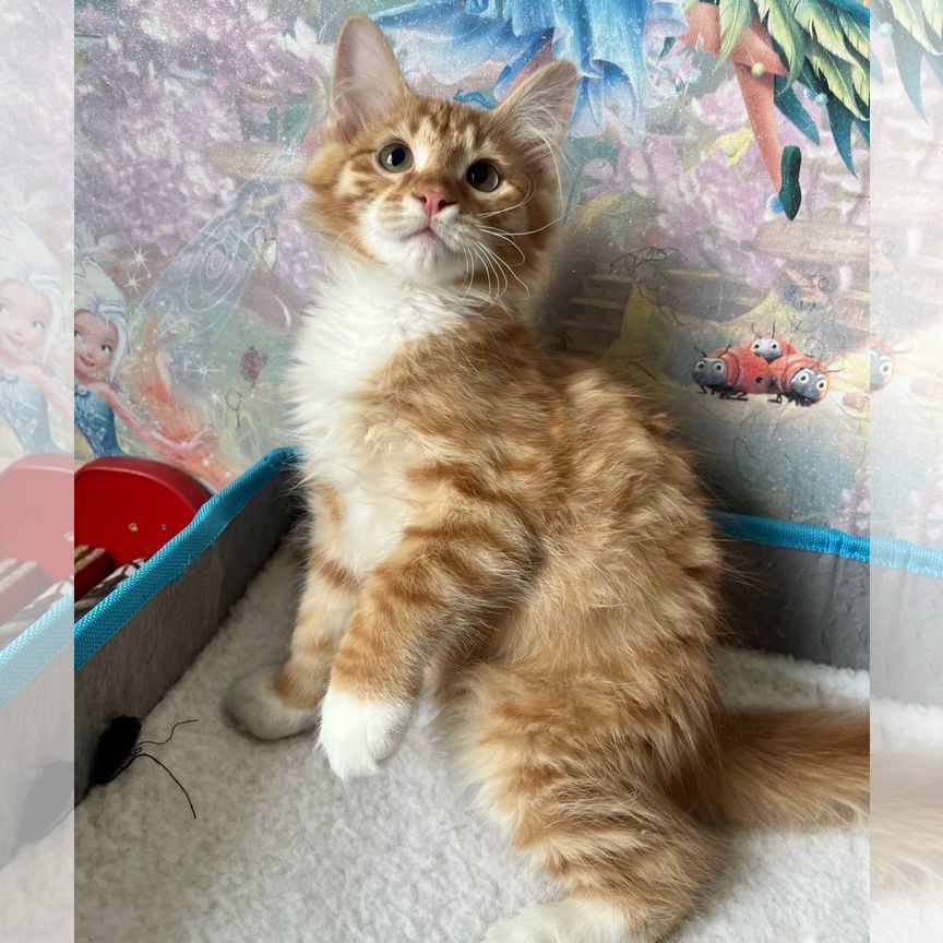 Котёнок в добрые руки