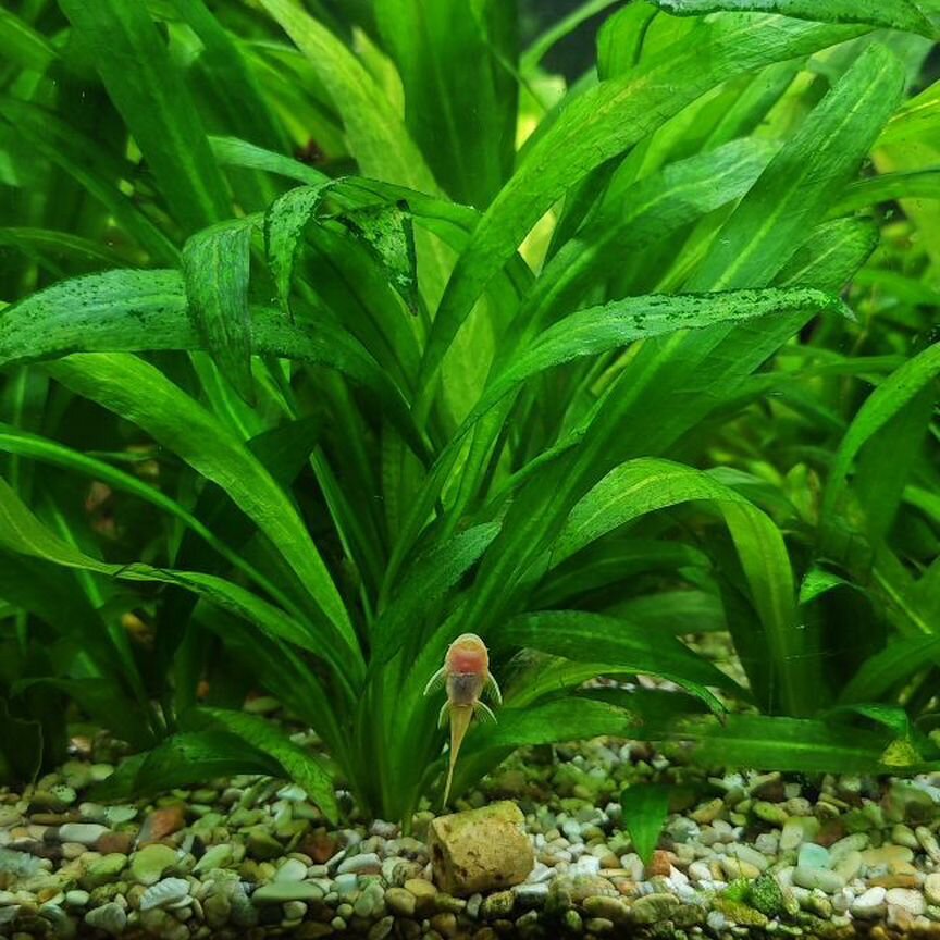 Аквариумное растение